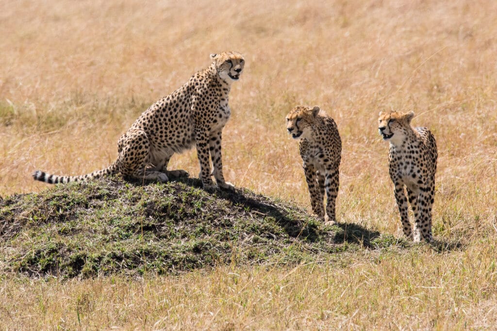 Best National Parks and Reserves to Visit in Kenya - Snyman Safaris