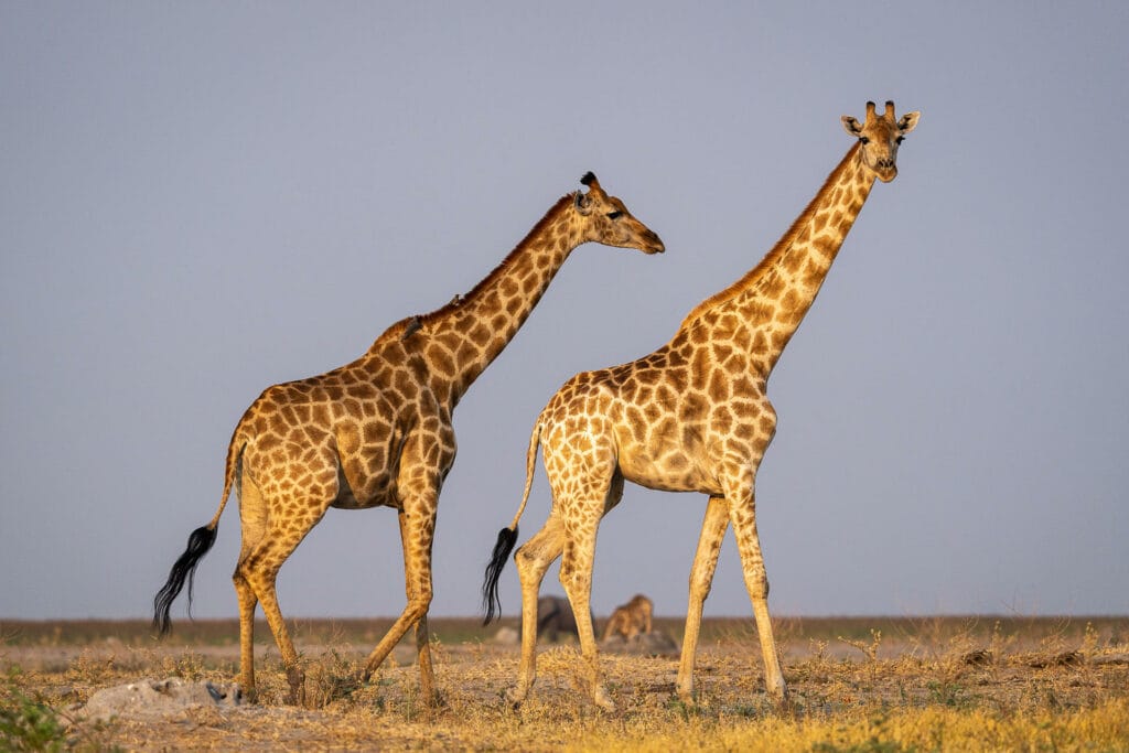 Zambia Safaris - Authentic African Safaris