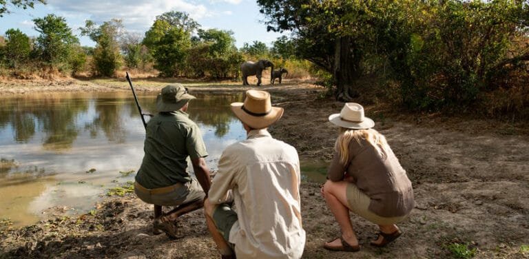 Best Time to Visit Mana Pools National Park, Zimbabwe - Snyman Safaris